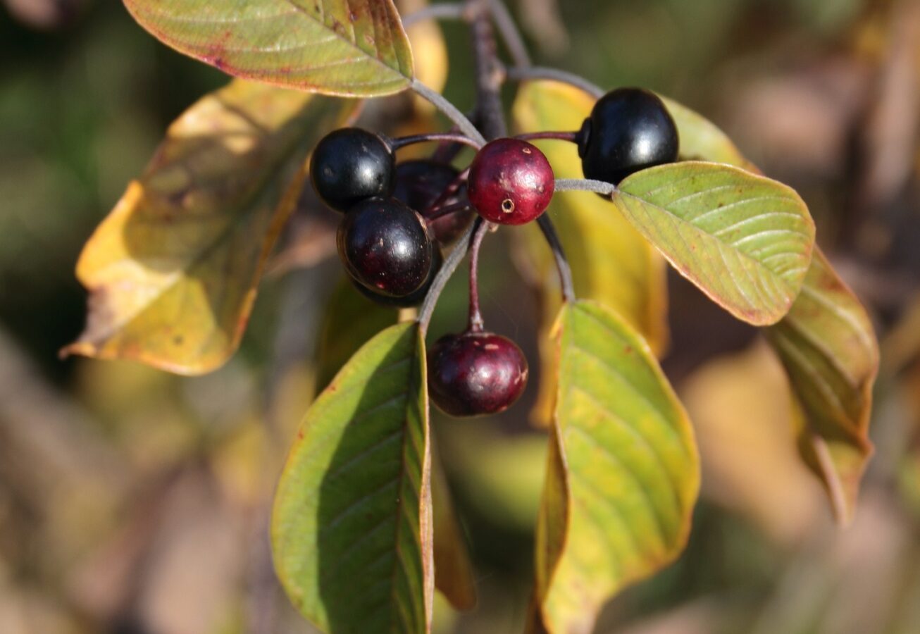 rhamnus